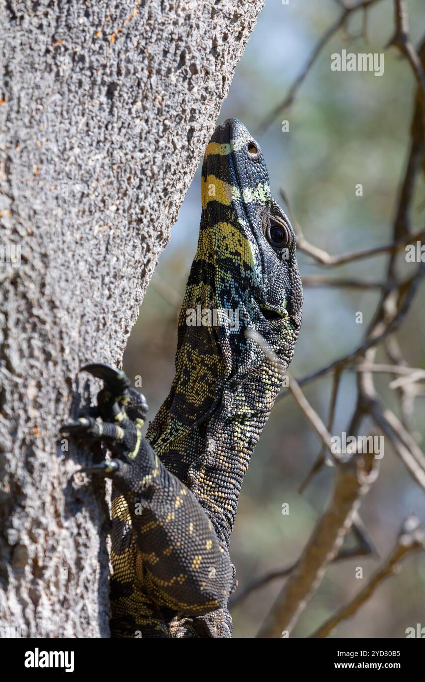 Goanna lizard climbing a tree Stock Photo - Alamy