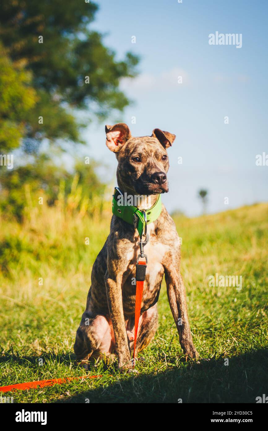 Grey brindle pit bull hi-res stock photography and images - Alamy