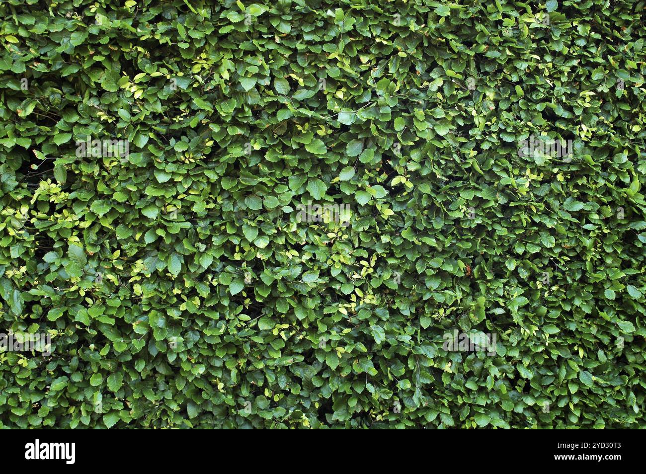 Texture richly hi-res stock photography and images - Alamy