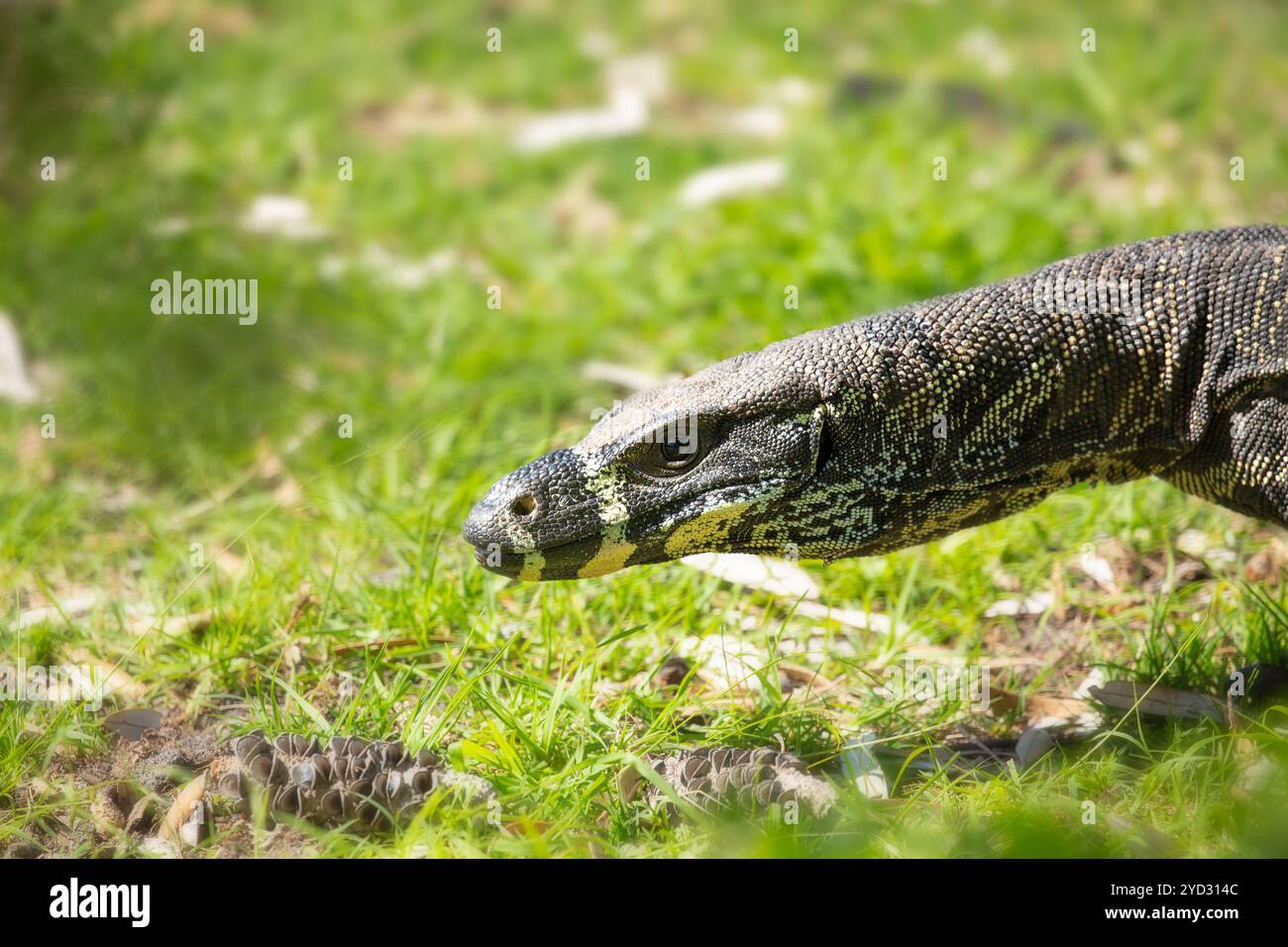 Close up of goanna lizard in Australia Stock Photo - Alamy