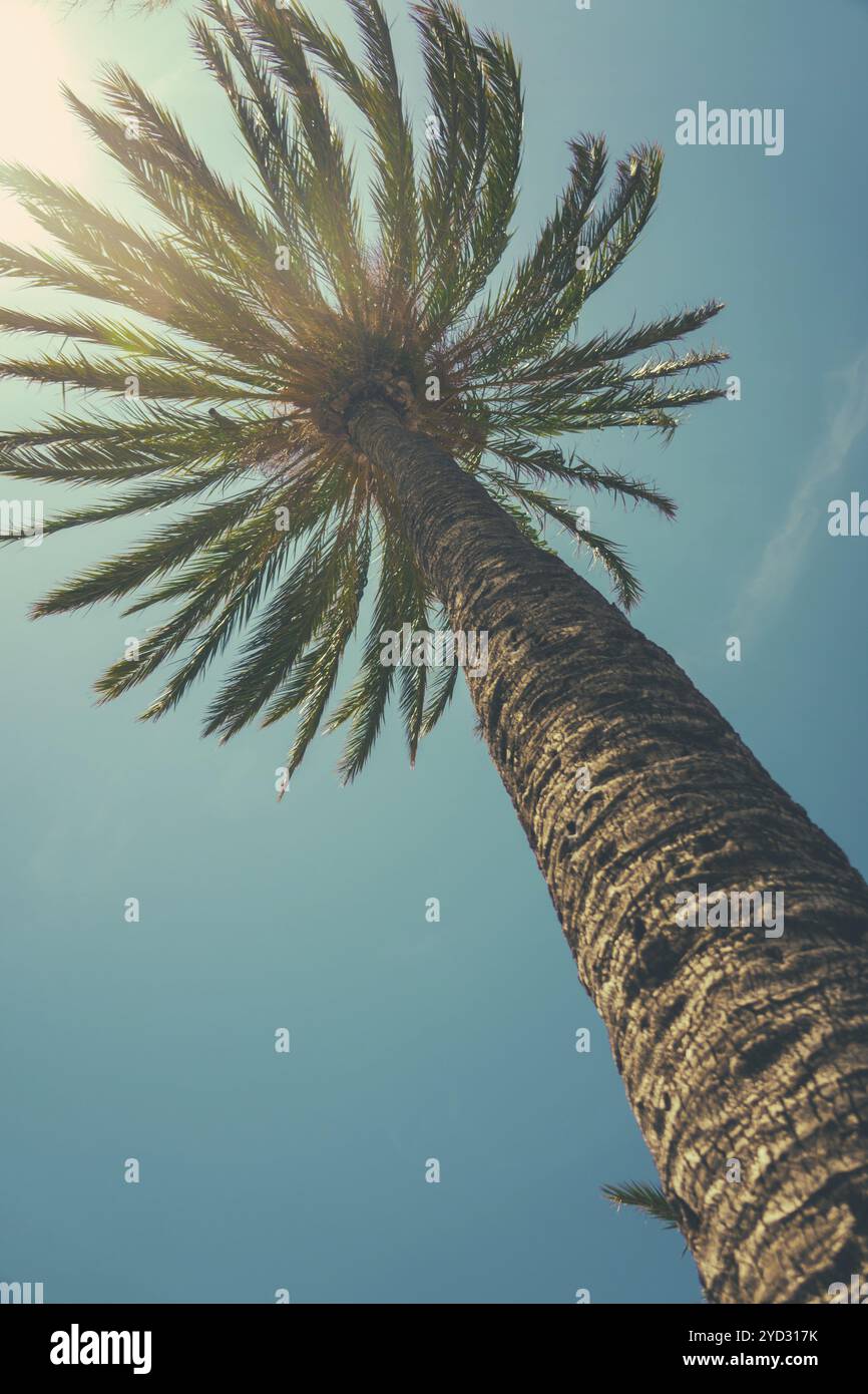 Frog perspective palm trees hi-res stock photography and images - Alamy