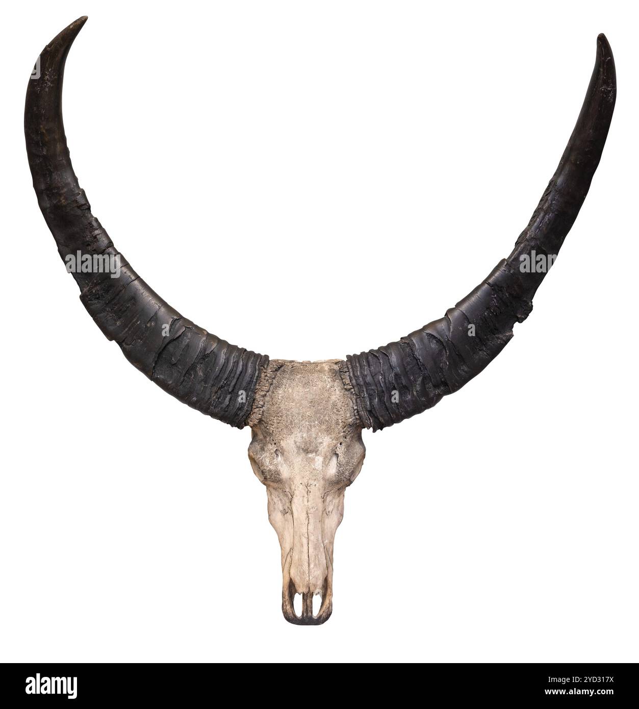 Scary cows Cut Out Stock Images & Pictures - Alamy