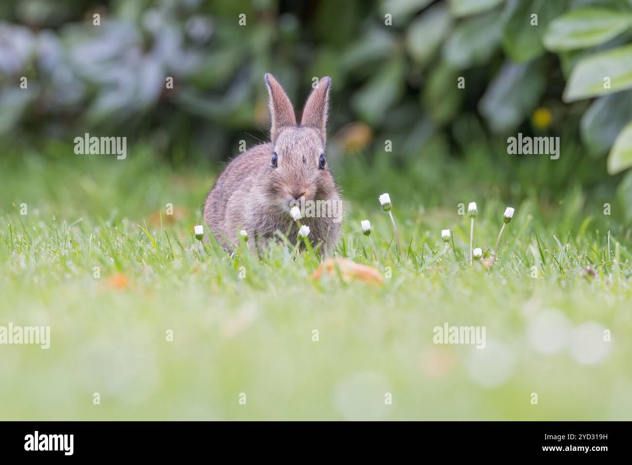 European Rabbit [ Oryctolagus cuniculus ] eating Daisy flower on garden ...