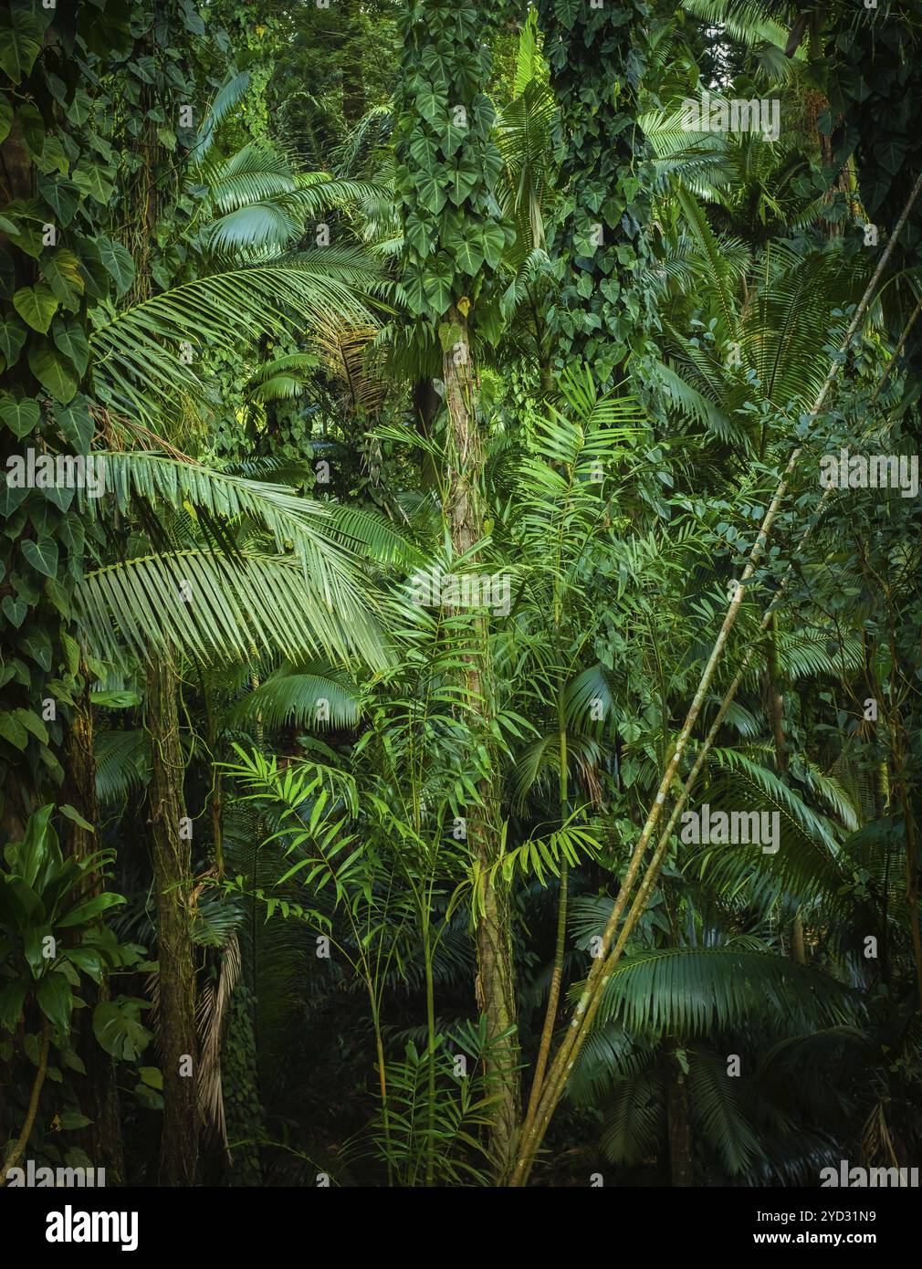 Wallpaper tropics hi-res stock photography and images - Alamy