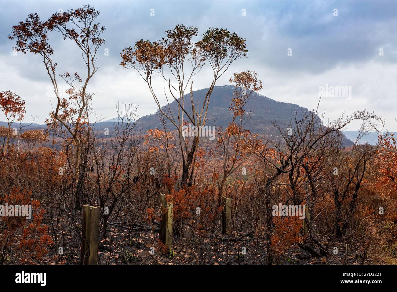 After bush fires in Australia Stock Photo - Alamy