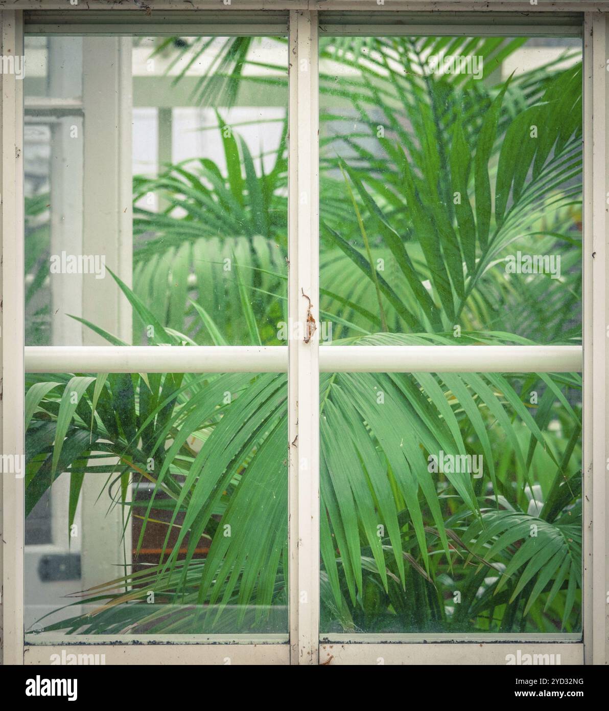 View through open greenhouse window hi-res stock photography and images ...
