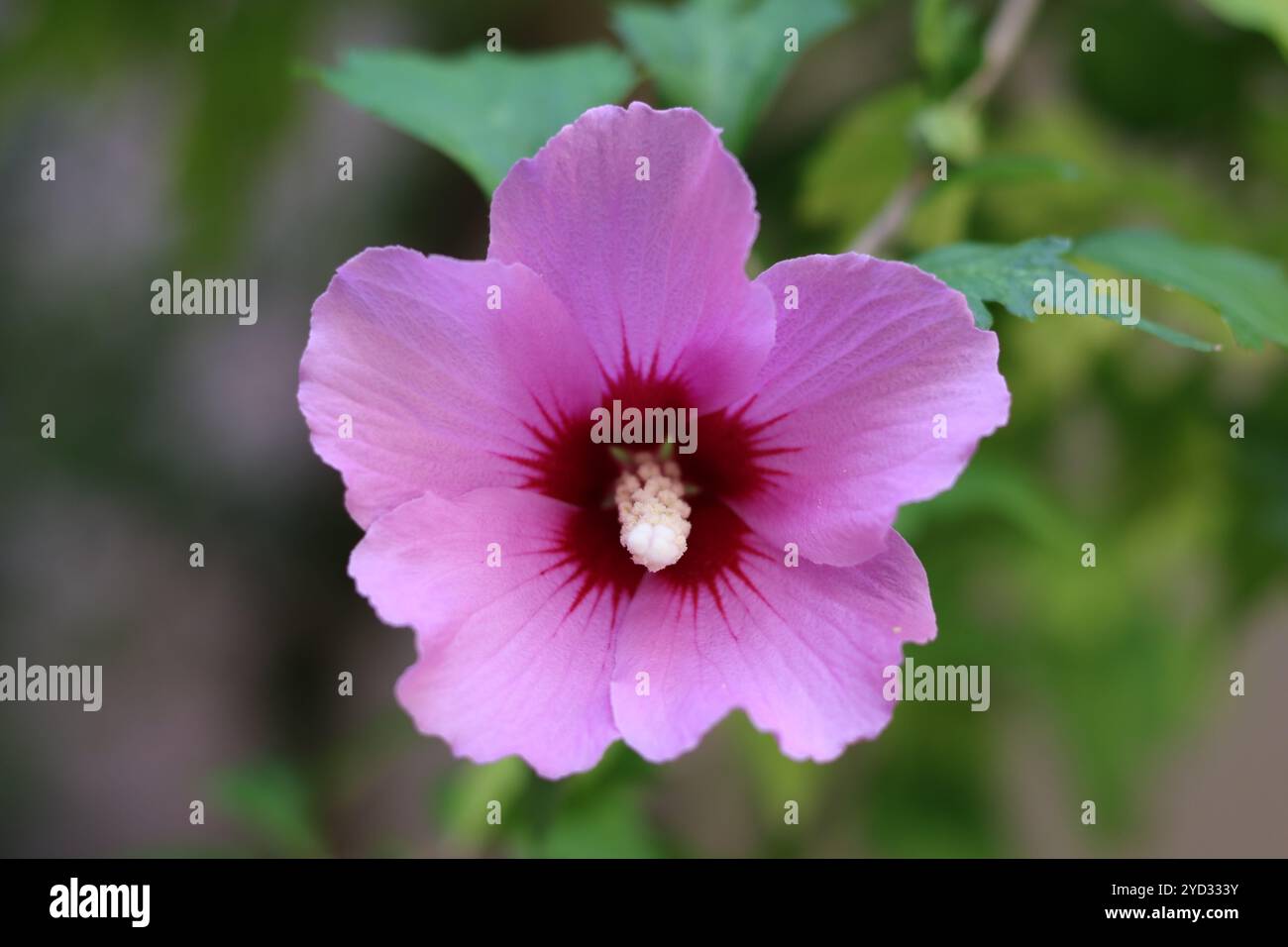 Light pink hibiscus hi-res stock photography and images - Alamy