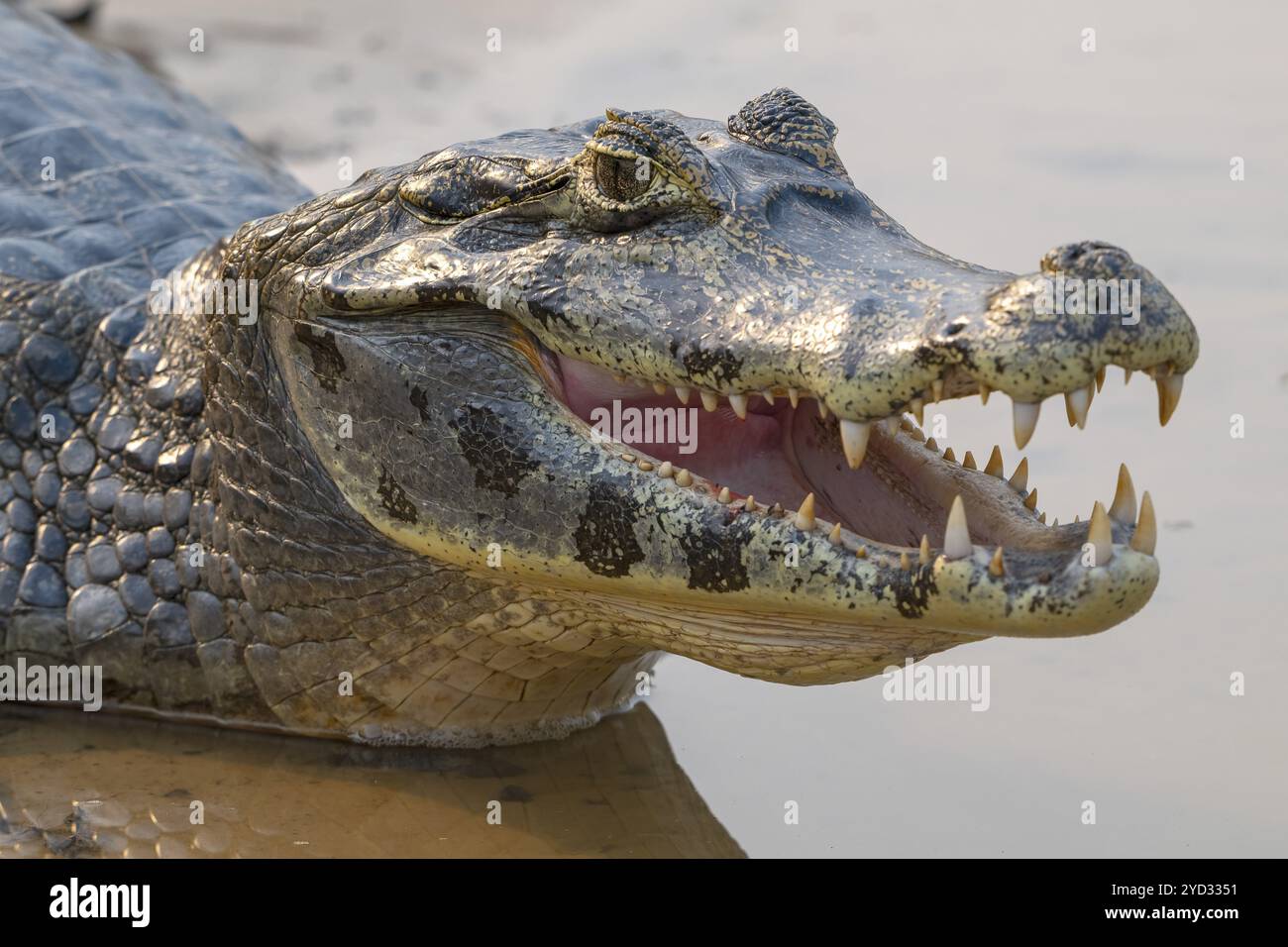 Caiman (Caimaninae), Crocodile (Alligatoridae), crocodile (Crocodylia ...