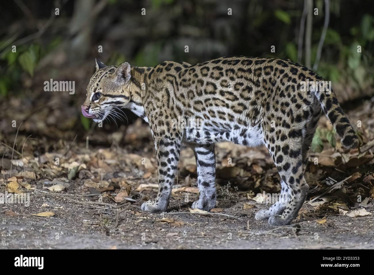 Ocelot (Leopardus pardalis), at night, licking the mouth, Pantanal ...