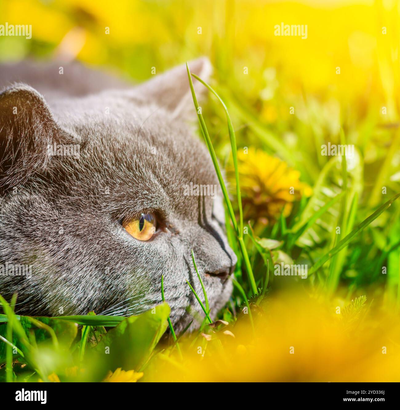 A gray cat is sitting in dandelions. Cat in the flowers. A beautiful photo on the cover of a ...