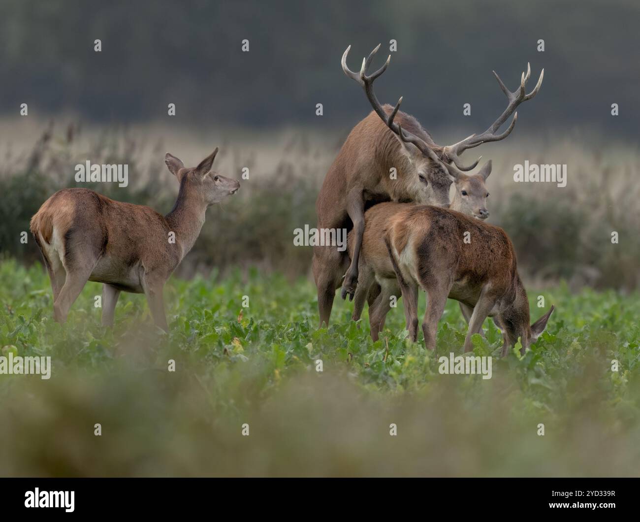 Red Deer (Cervus elephus) stag mating with a doe early morning, Norfolk ...
