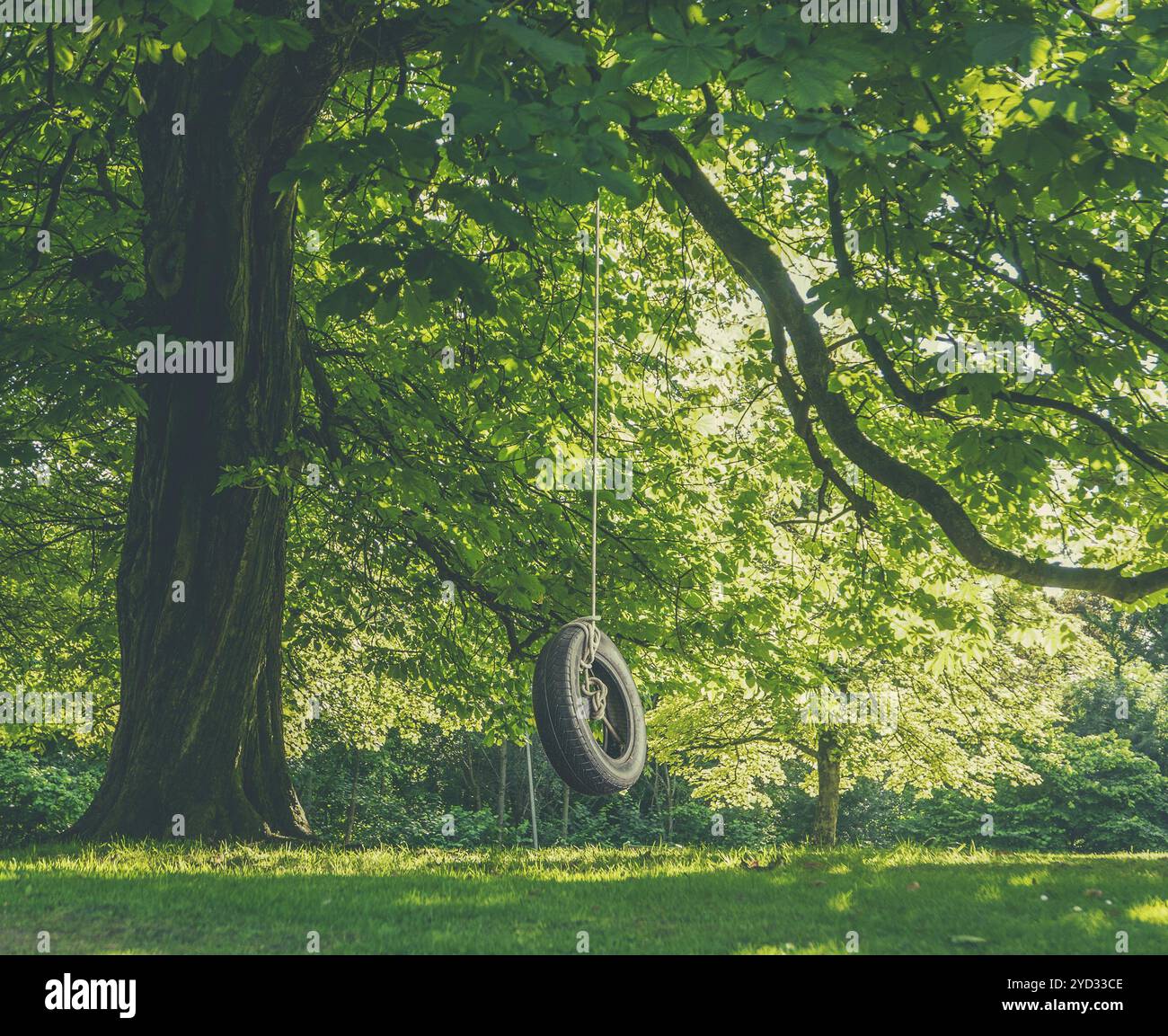 Childhood Nostalgia Image Of a Tire Swing Hanging From A Tree On A ...