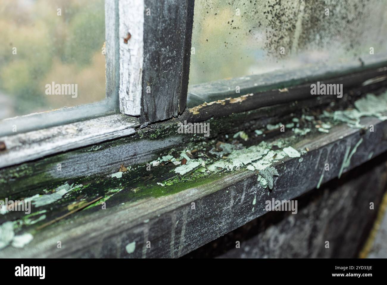 Old wooden window frame with mold, peeling paint and fungus. Fungus and ...