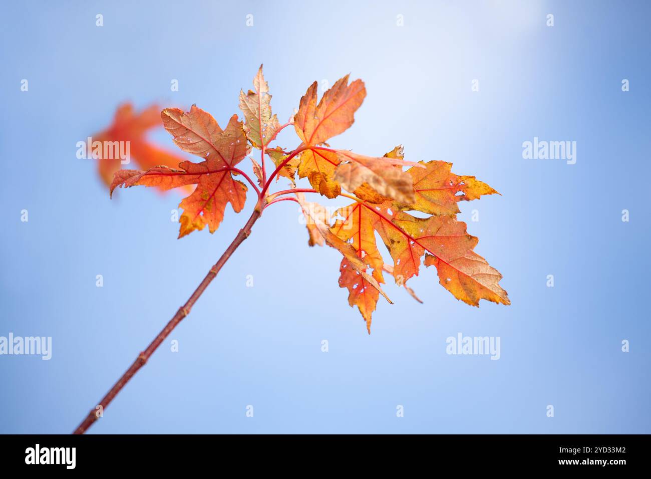 Autumns colourful decay into winter hibernation Stock Photo - Alamy