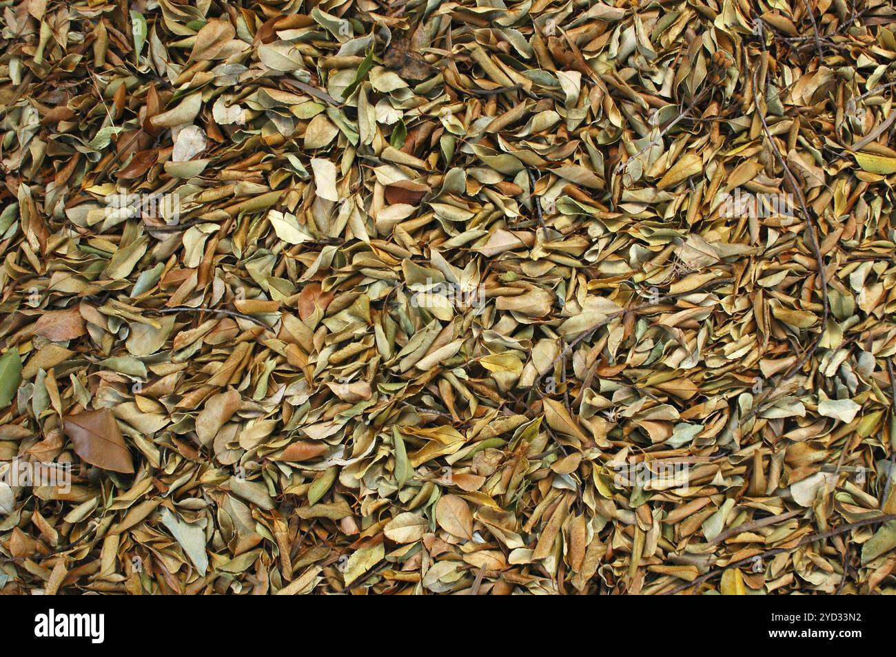 Abstract Background Texture of Fallen Leaves on a Jungle Floor Stock ...