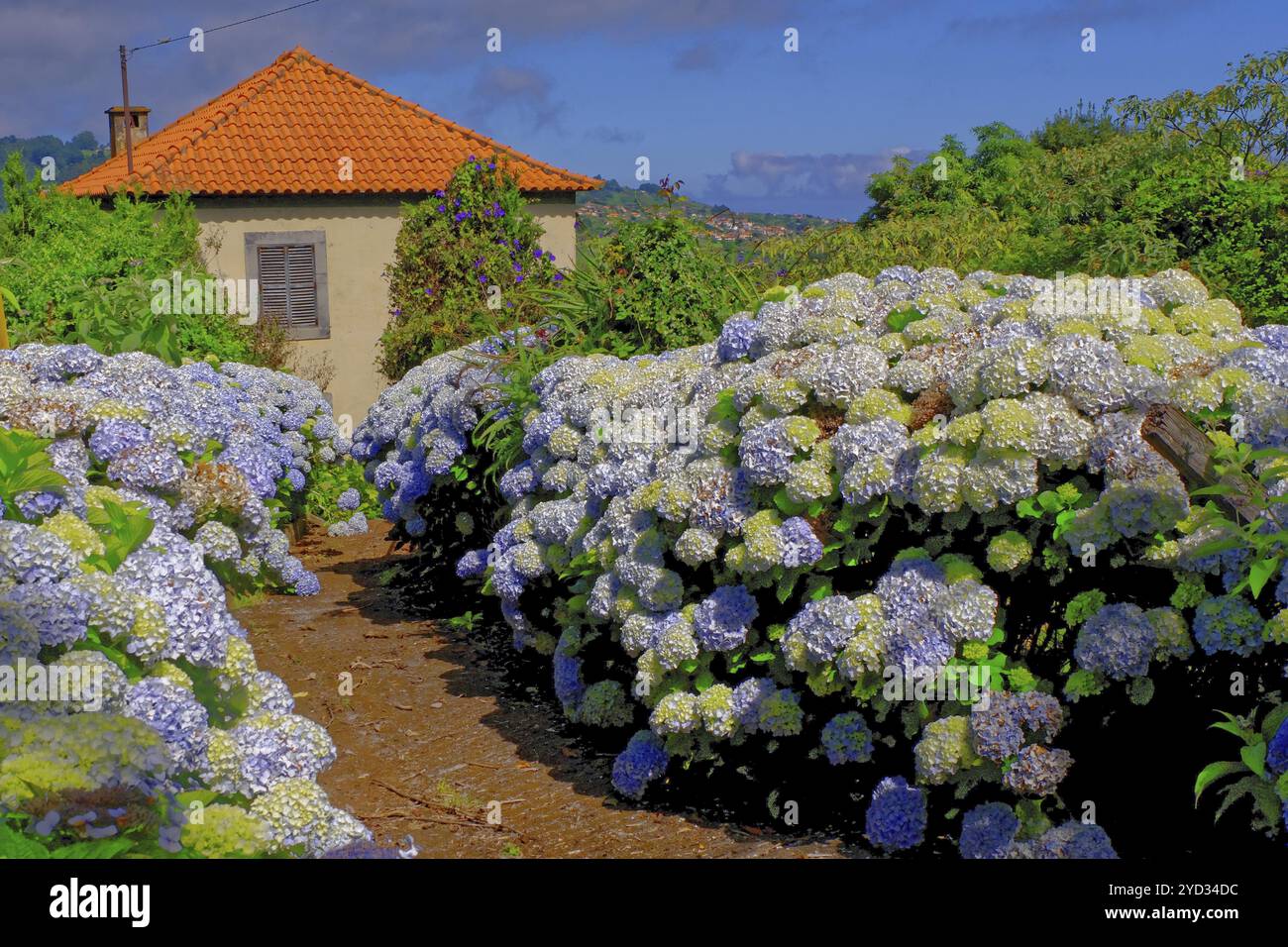 Sea of hydrangea blooms hi-res stock photography and images - Alamy