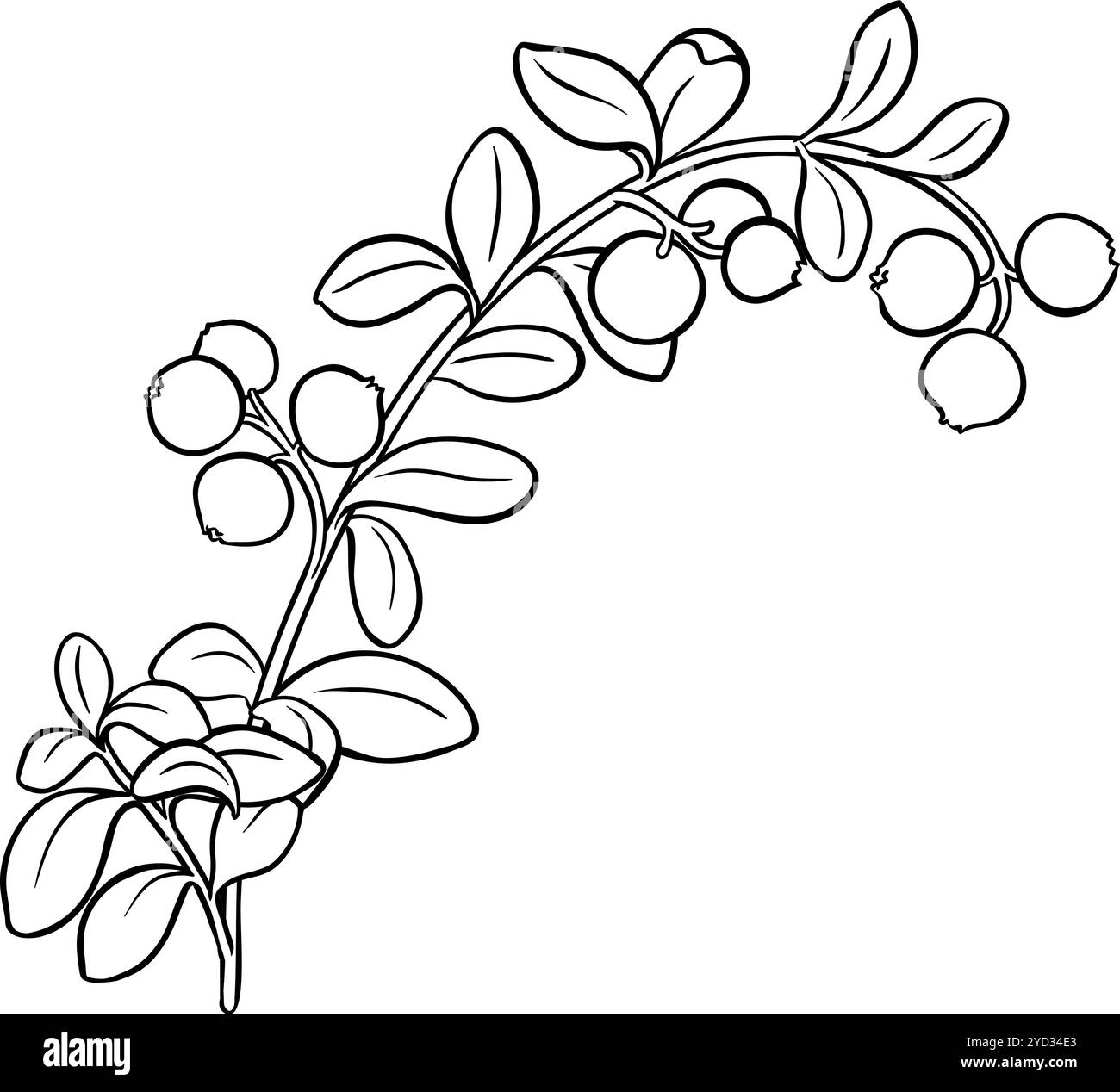 Cranberry Branch Isolated Outline Illustration Stock Vector Image & Art ...