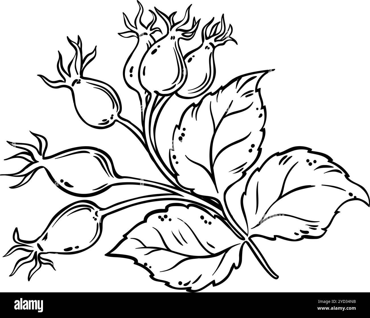 Dog Rose Branch Outline Illustration Stock Vector Image & Art - Alamy