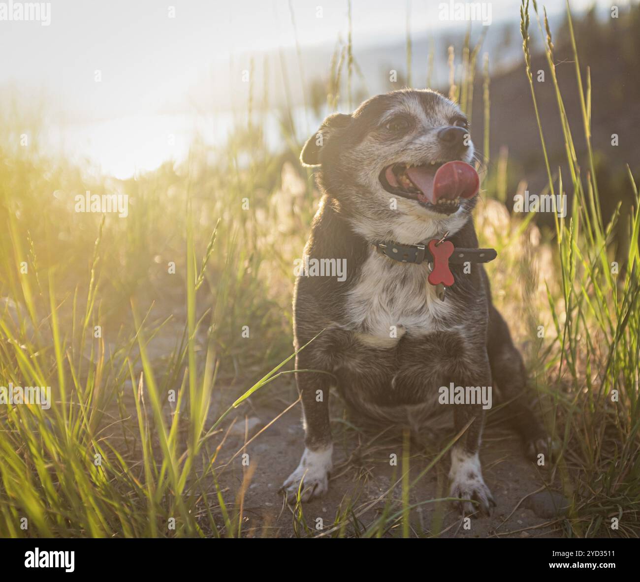 Old fat dog in hi-res stock photography and images - Alamy