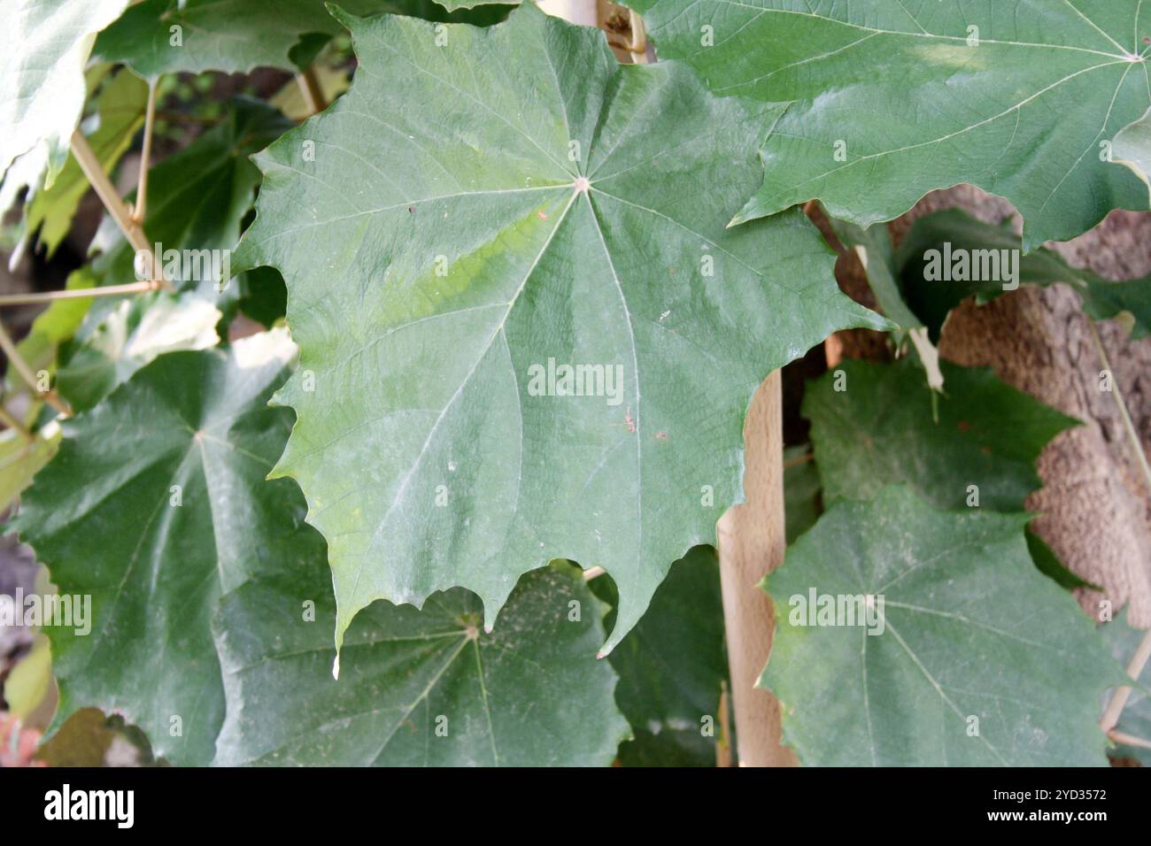Picture showing upper side of Bayur tree (Pterospermum acerifolium ...