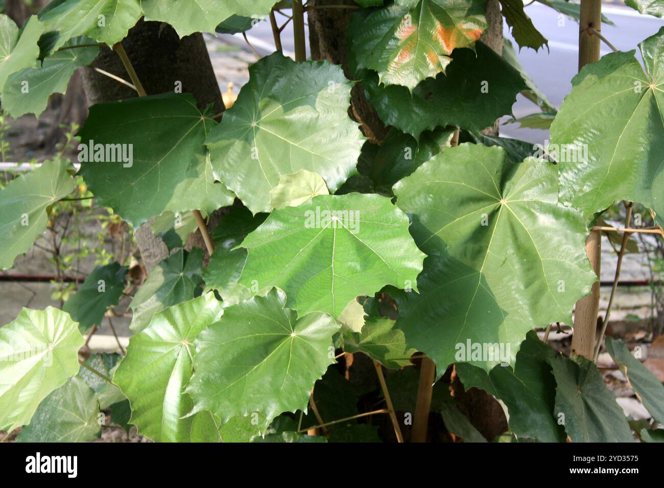 Picture showing upper side of Bayur tree (Pterospermum acerifolium ...