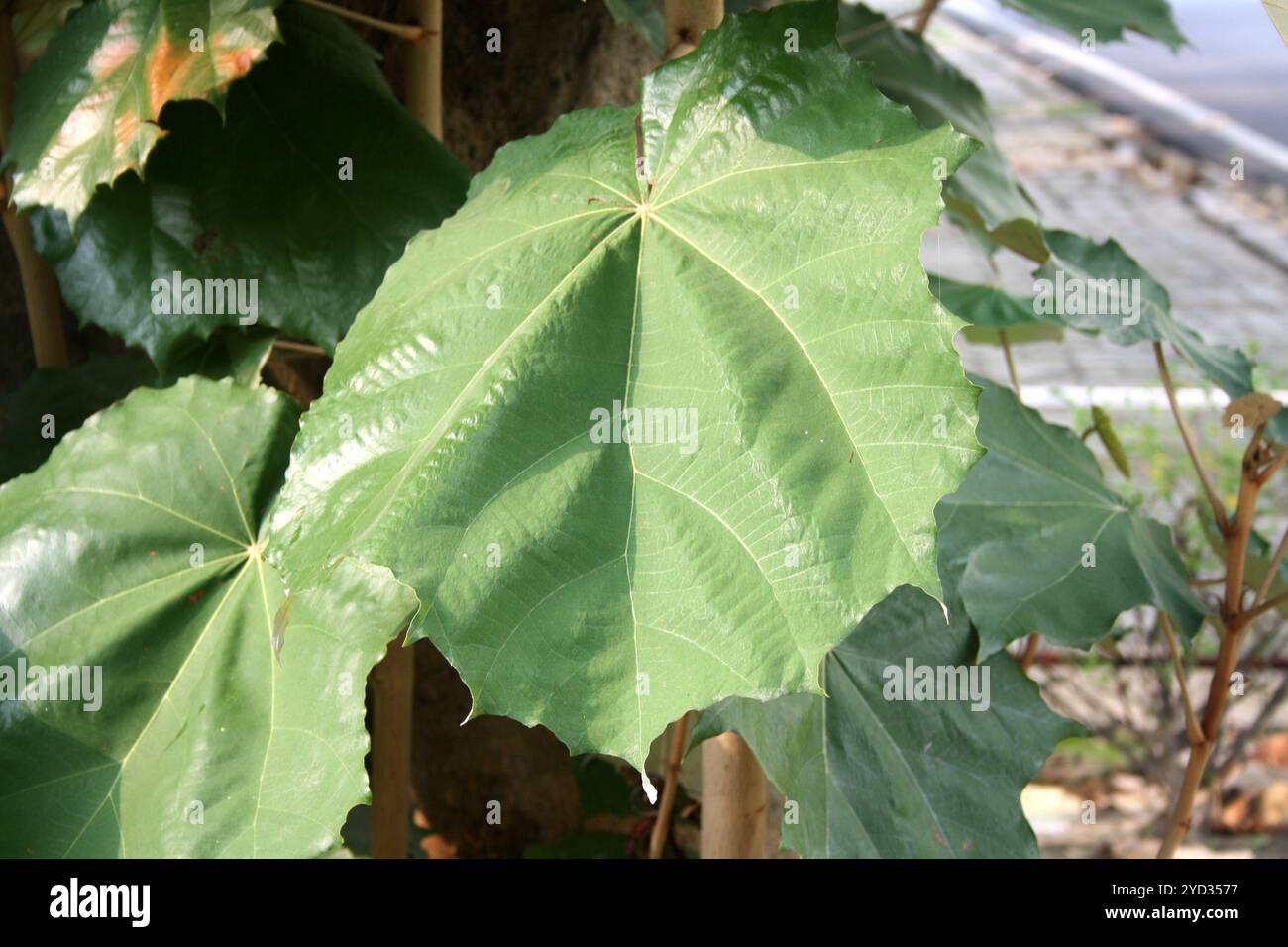 Picture showing upper side of Bayur tree (Pterospermum acerifolium ...