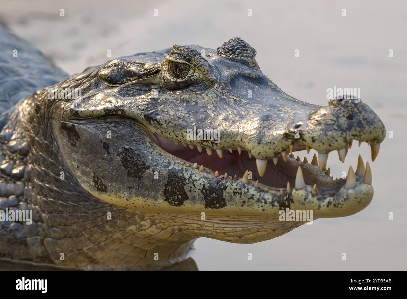 Caiman (Caimaninae), Alligator (Alligatoridae), Crocodile (Crocodylia ...