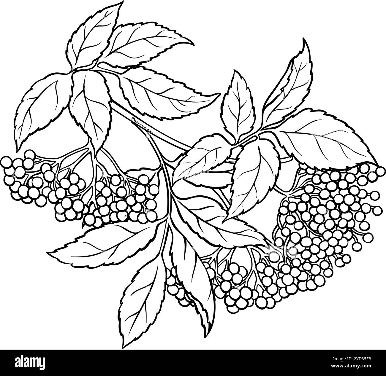 Elderberry Branch Isolated Outline Illustration Stock Vector Image ...