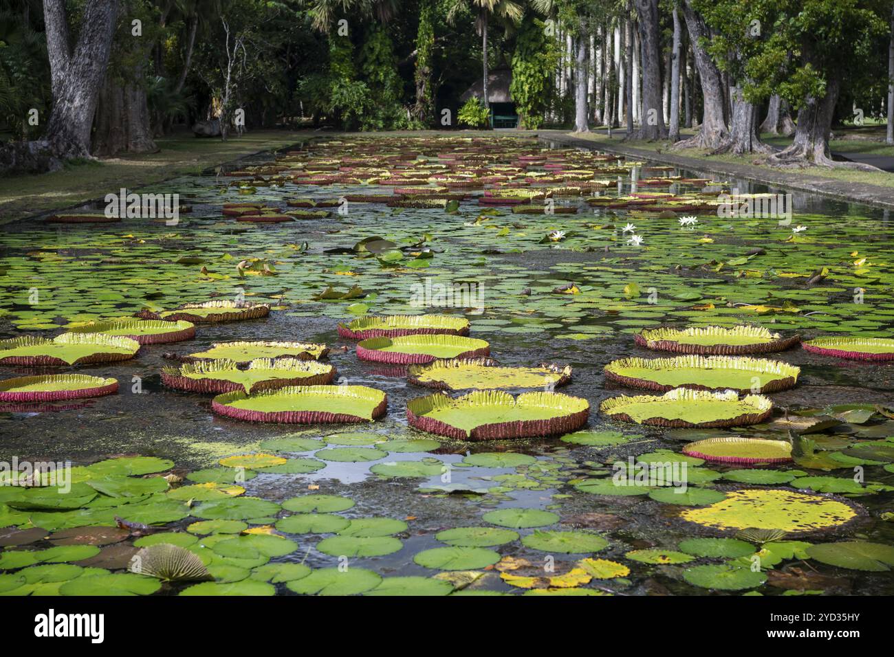 Pond, giant water lilies, Victoria, Victoria plant (Nymphaeaceae), Sir ...