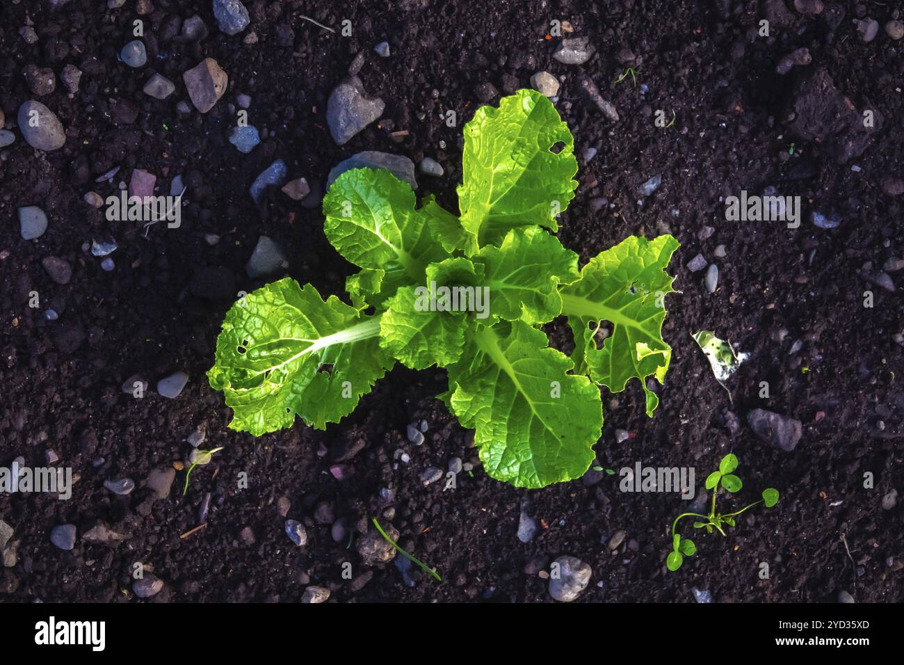 Growing in open air young hi-res stock photography and images - Alamy