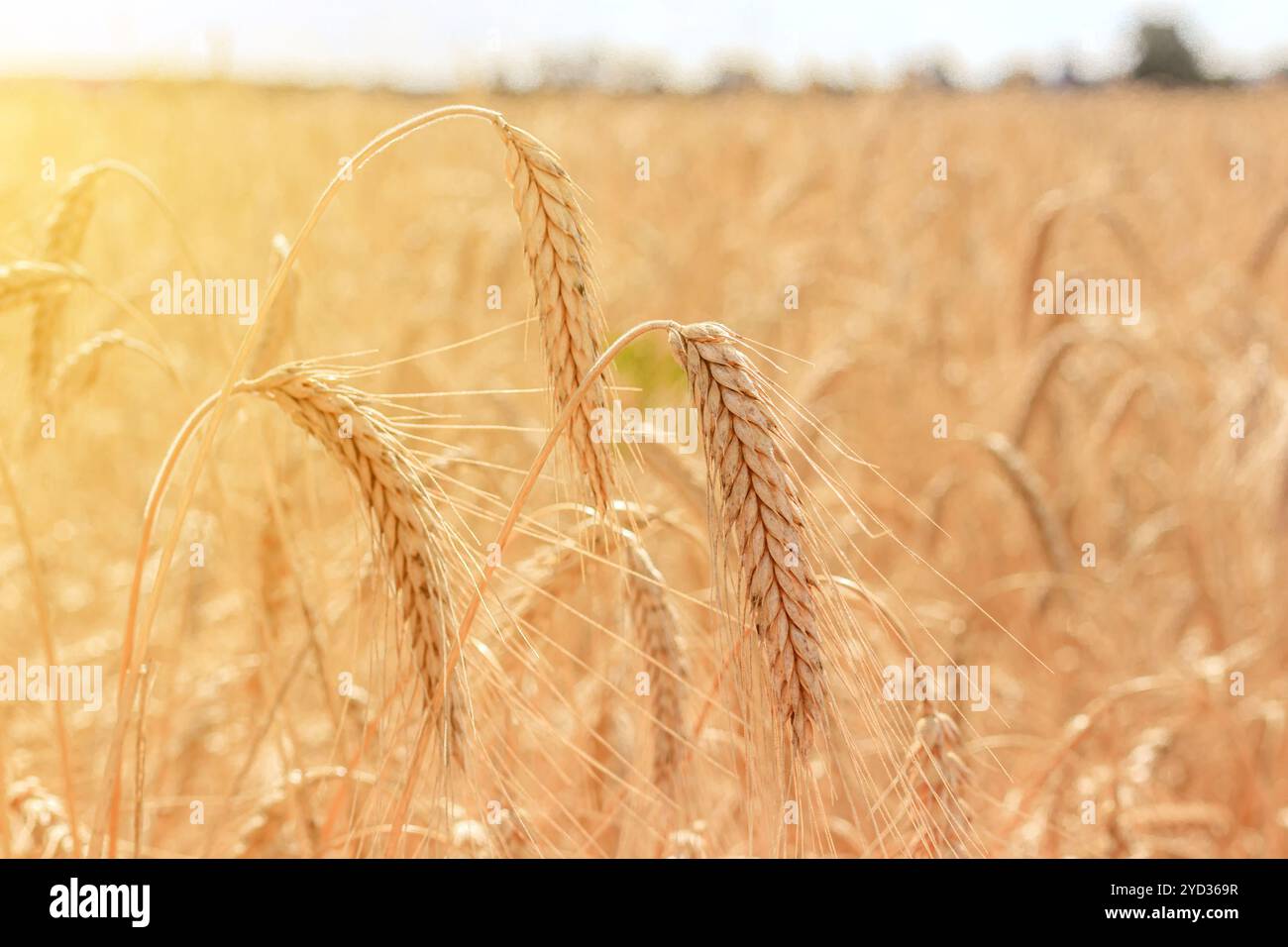 Field with wheat ears . The spikelets lowered their heads. The Mature ...