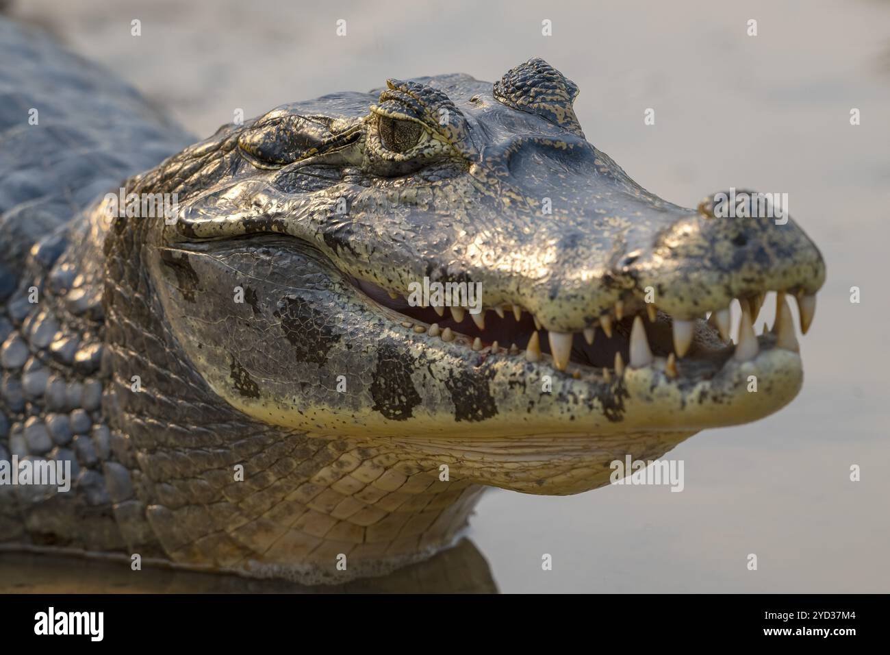 Caiman (Caimaninae), Crocodile (Alligatoridae), crocodile (Crocodylia ...