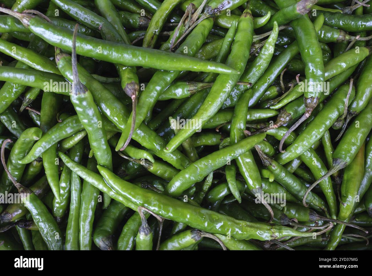 Green chilli wallpaper hi-res stock photography and images - Alamy