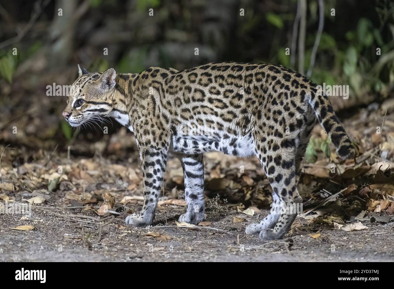 Ocelot (Leopardus pardalis), at night, standing on the ground and ...