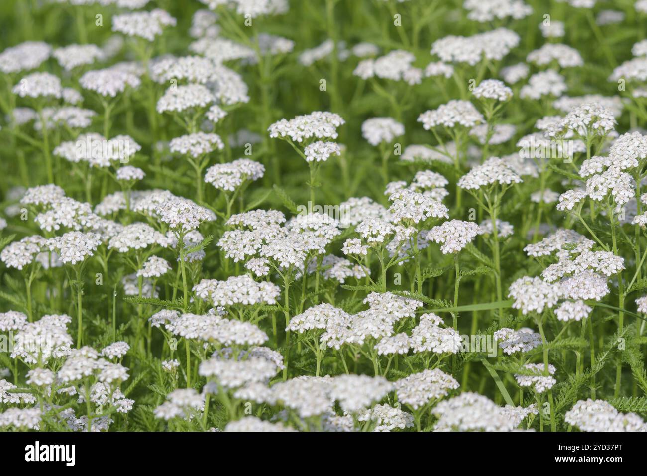 Common yarrow (Achillea millefolium), flowering meadow, medicinal plant ...