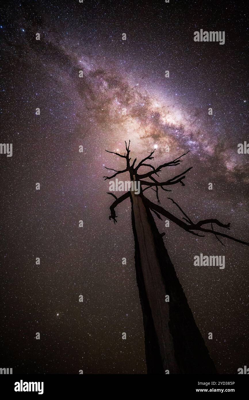 Tree reaches for the stars shining brightly overhead Stock Photo - Alamy