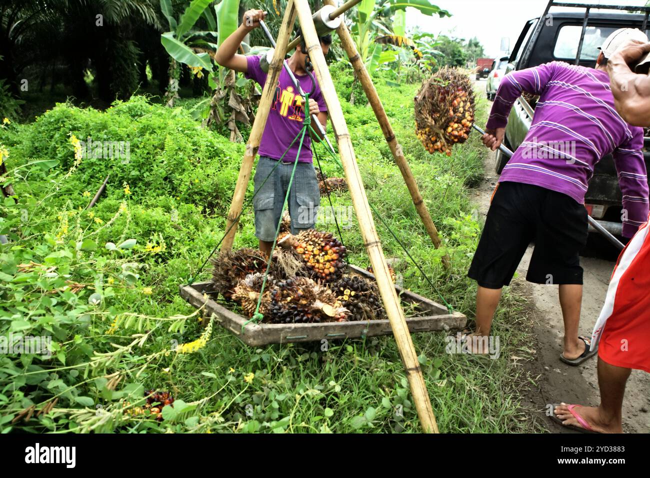 People weighing freshly harvested oil palm fruits before a pick-up ...