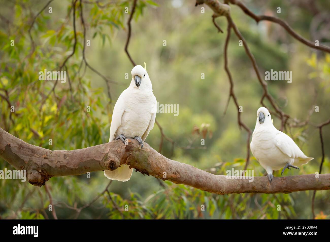 Happy sulphur-crested cockatoos play on a tree branch in the beautiful ...