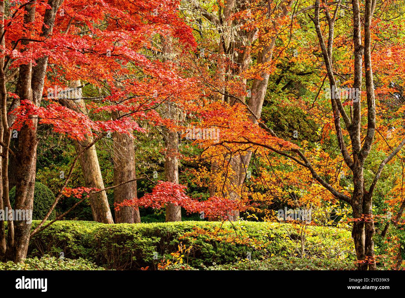 Beautiful trees in various colours in Autumn Stock Photo - Alamy