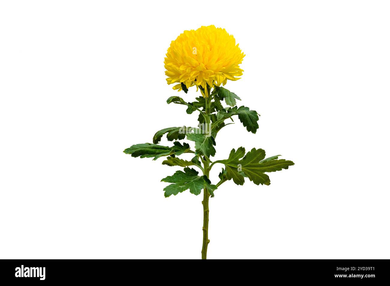Chrysanthemum Isolate Yellow Chrysanthemum flower, Large Chrysanthemum ...