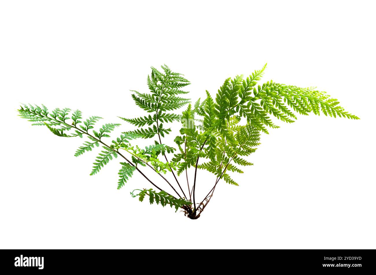 Beautiful composition with fern and other tropical leaves on white ...