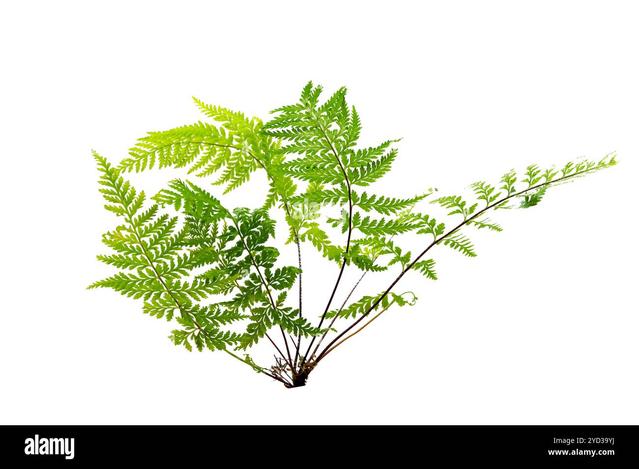 Beautiful composition with fern and other tropical leaves on white ...