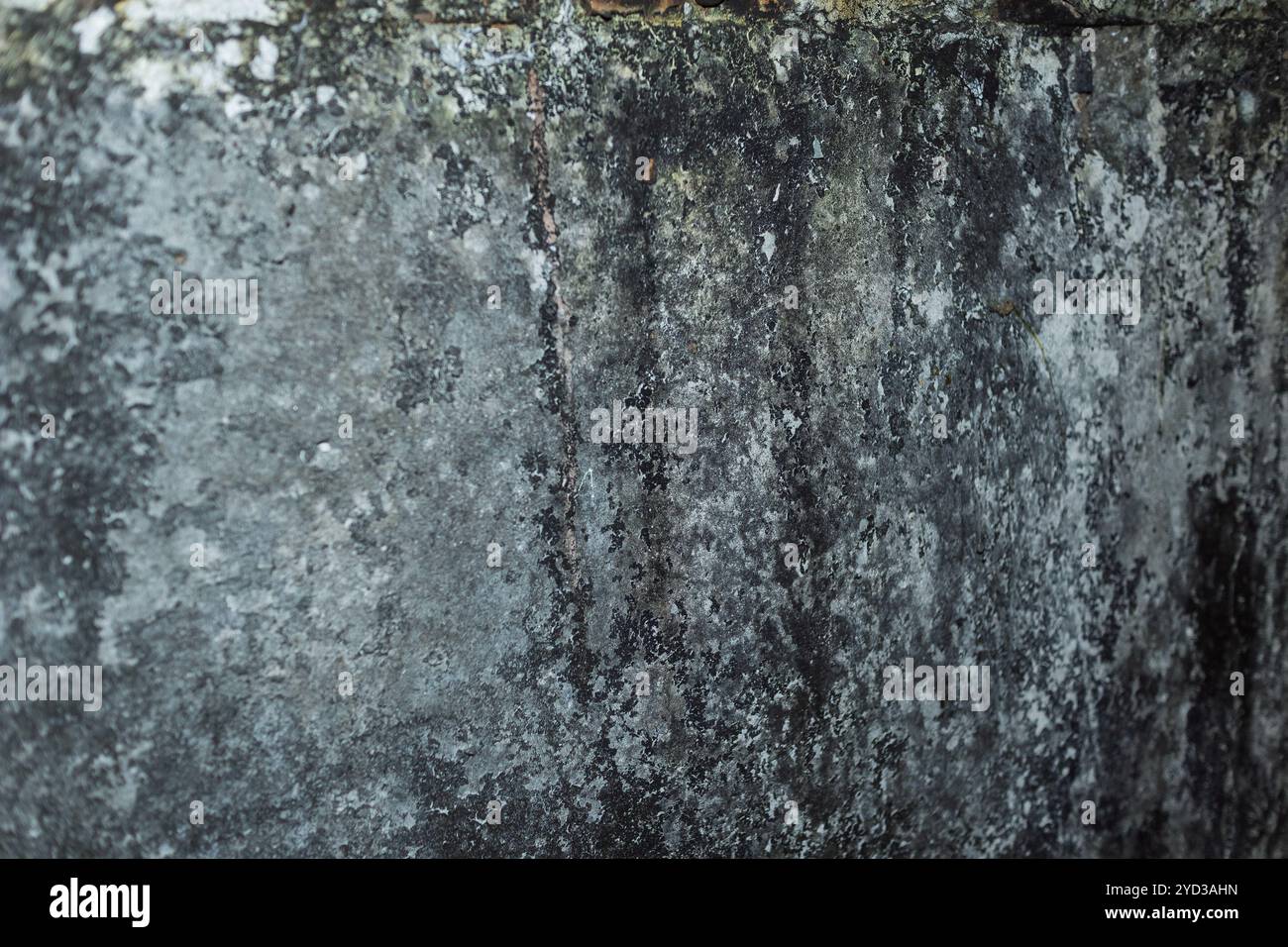 A damp concrete wall covered in wide patches of black mold, with cracks ...