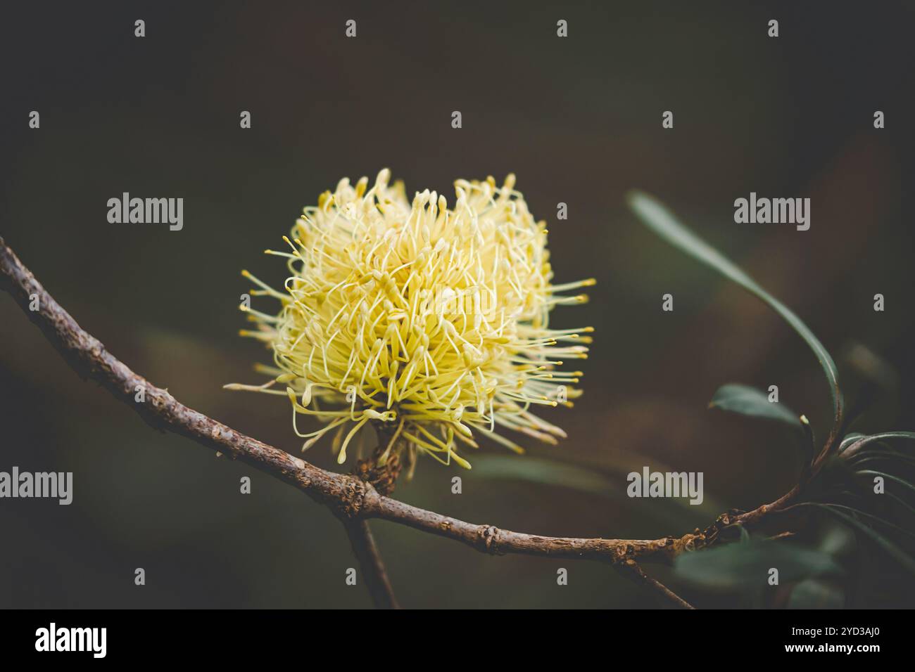 Australian native flowering in spring Stock Photo - Alamy