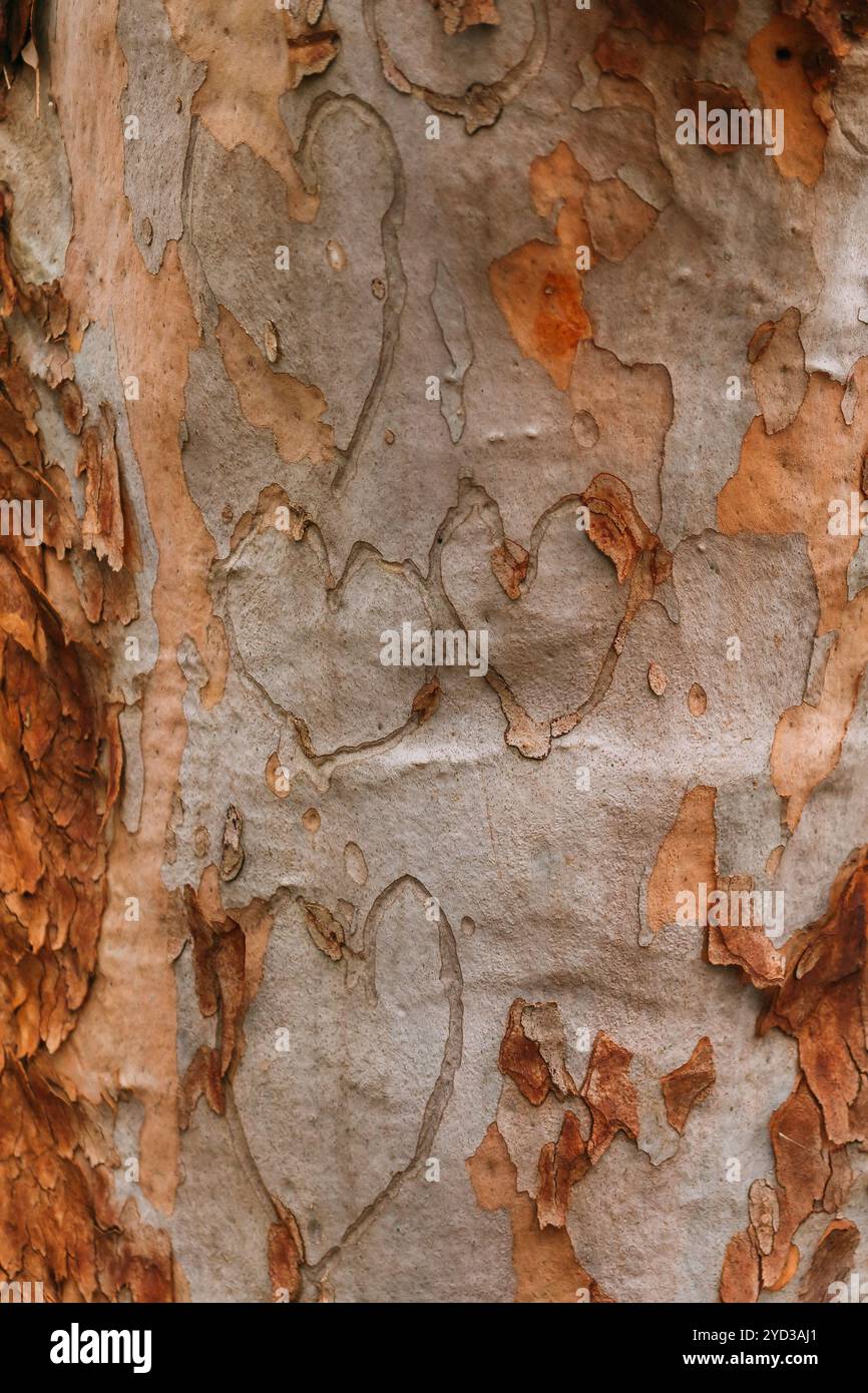 Hearts gouged on Australian gum tree trunk. Concept Stock Photo - Alamy