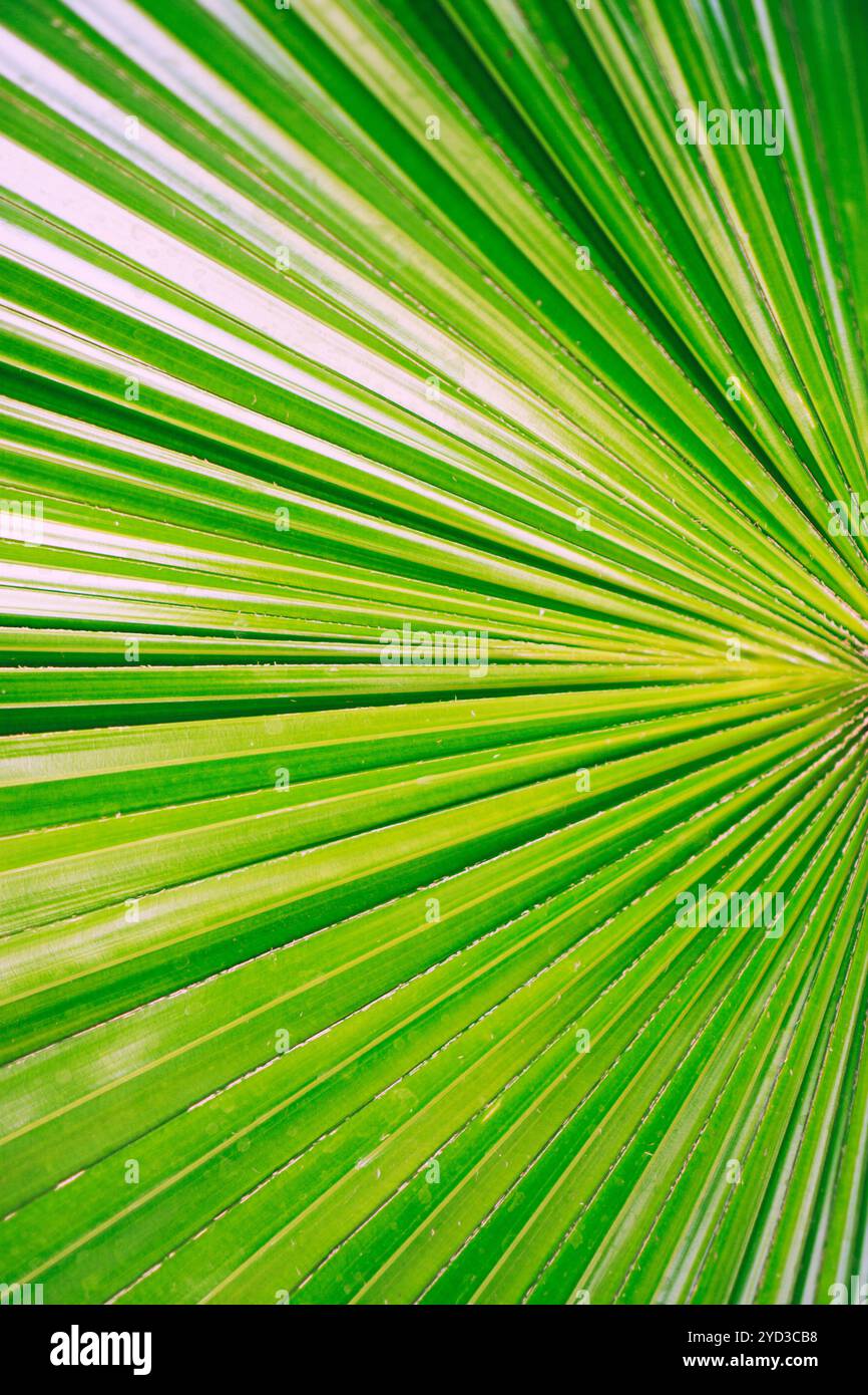 Fan palm tree hi-res stock photography and images - Alamy