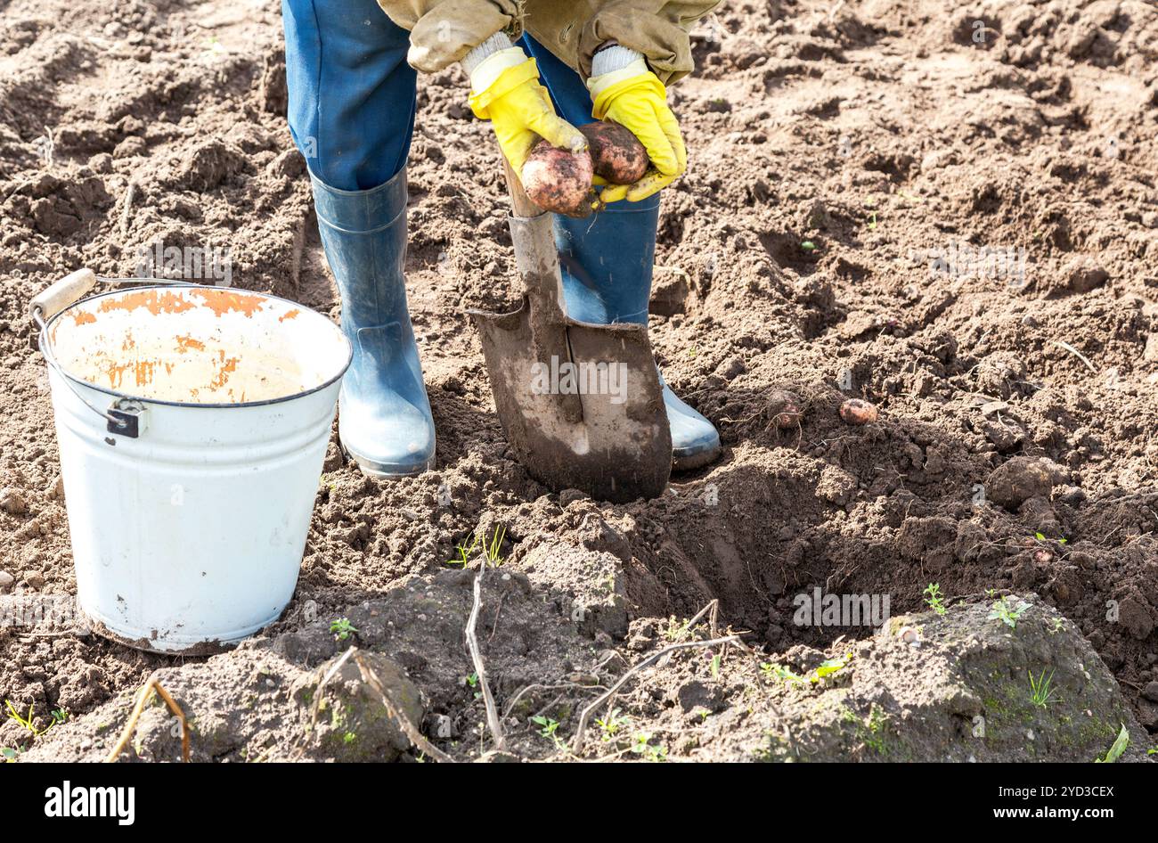 Fragment of legs digging soil with shovel to harvested potatoes Stock ...