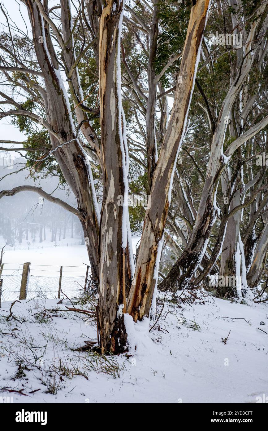 Season australian landscape hi-res stock photography and images - Alamy