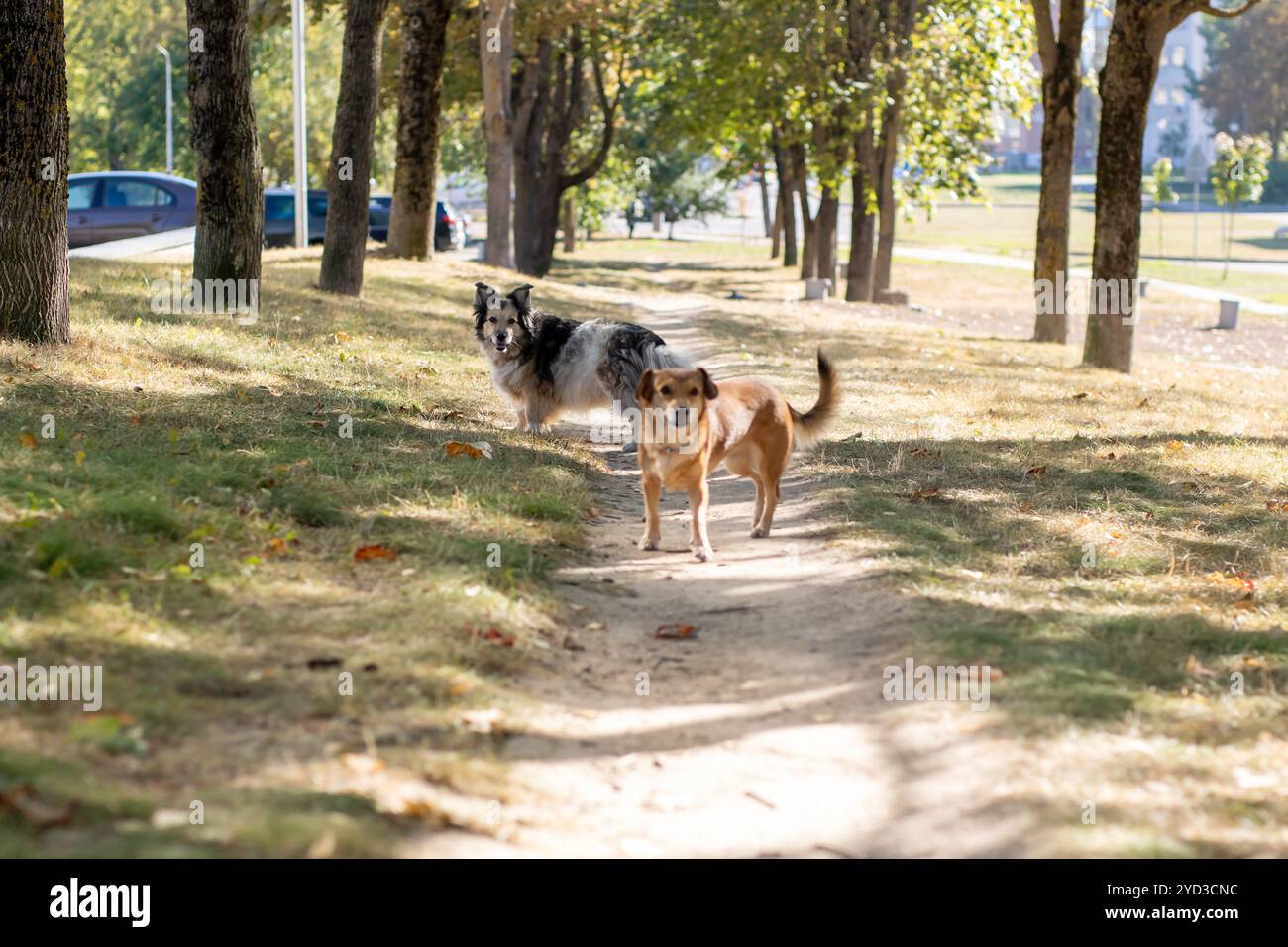 Two playful dogs are energetically running down a winding dirt path in ...