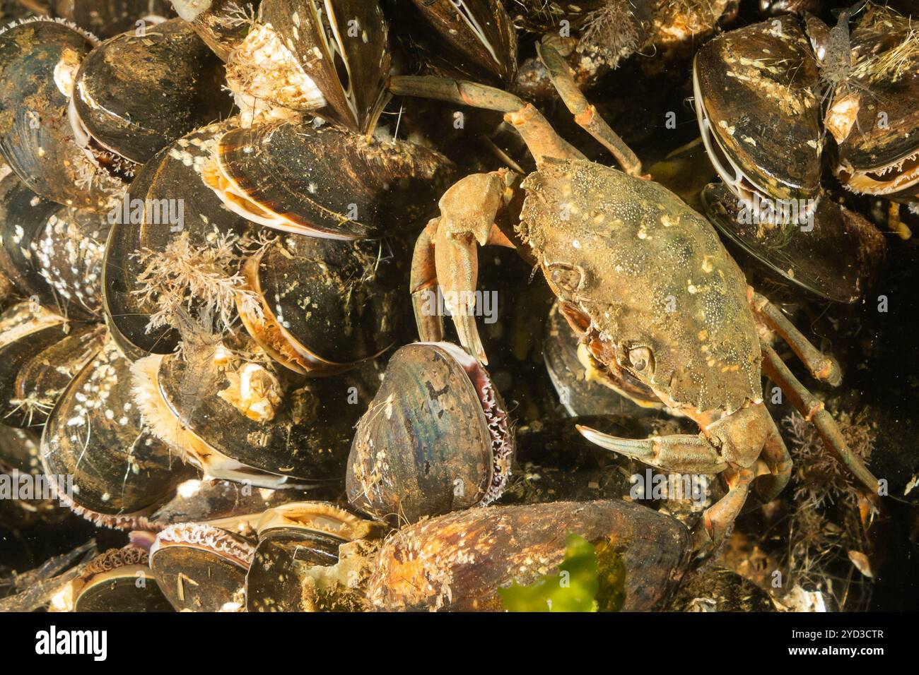 Cold salt water zeeland crab in Dutch Netherlands sea floor of mussel ...